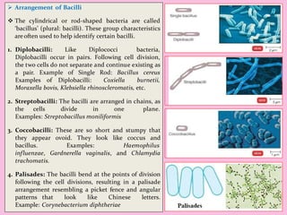 Structure Nutrition and Reproduction in Bacteria By Dr. Neeraj Kumar ...
