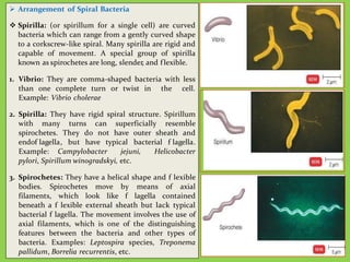 Structure Nutrition and Reproduction in Bacteria By Dr. Neeraj Kumar ...