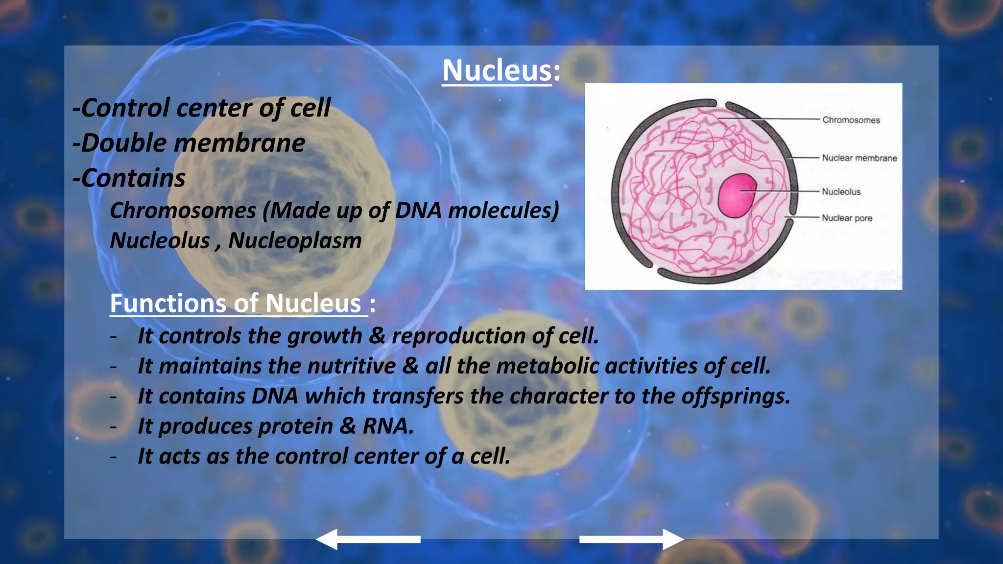 Structure of a human cell | PPTX