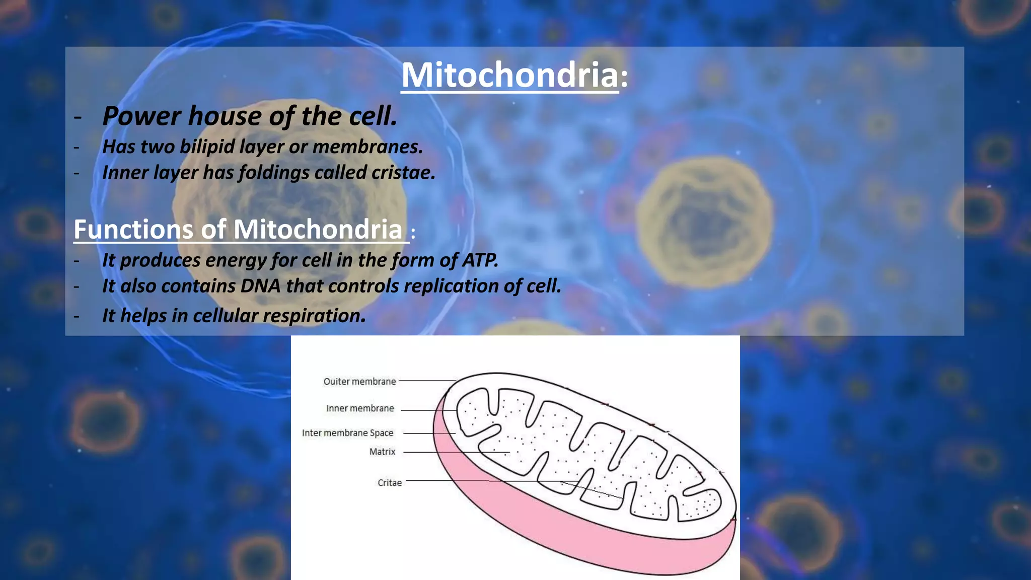 Structure of a human cell | PPTX