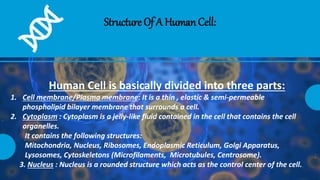 Structure of a human cell | PPTX