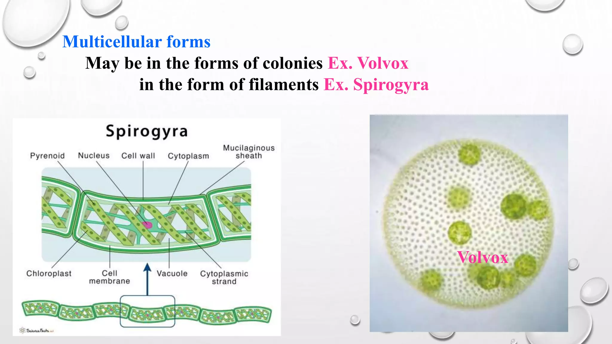 Structure of algae.pptx