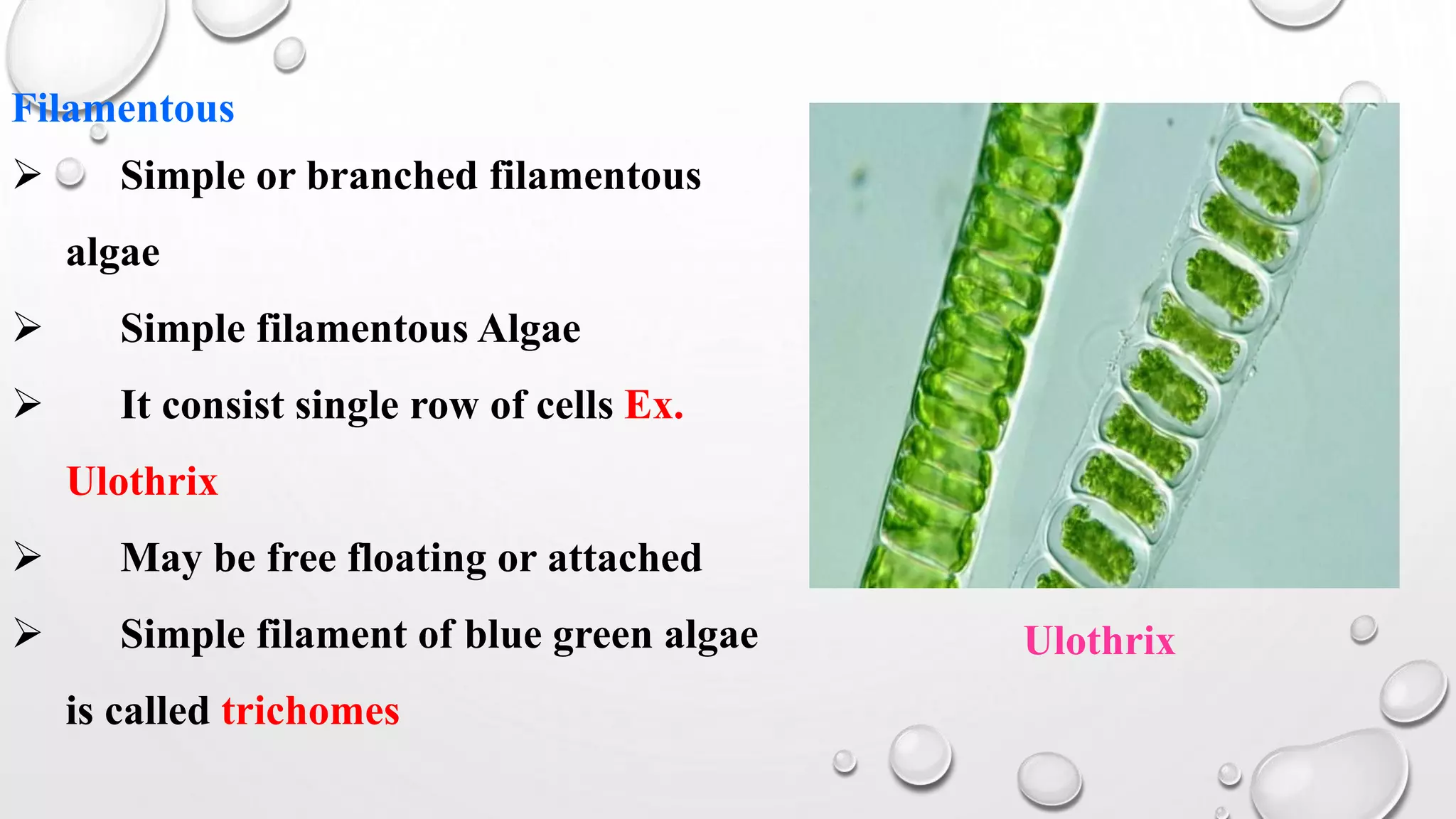 Structure of algae.pptx