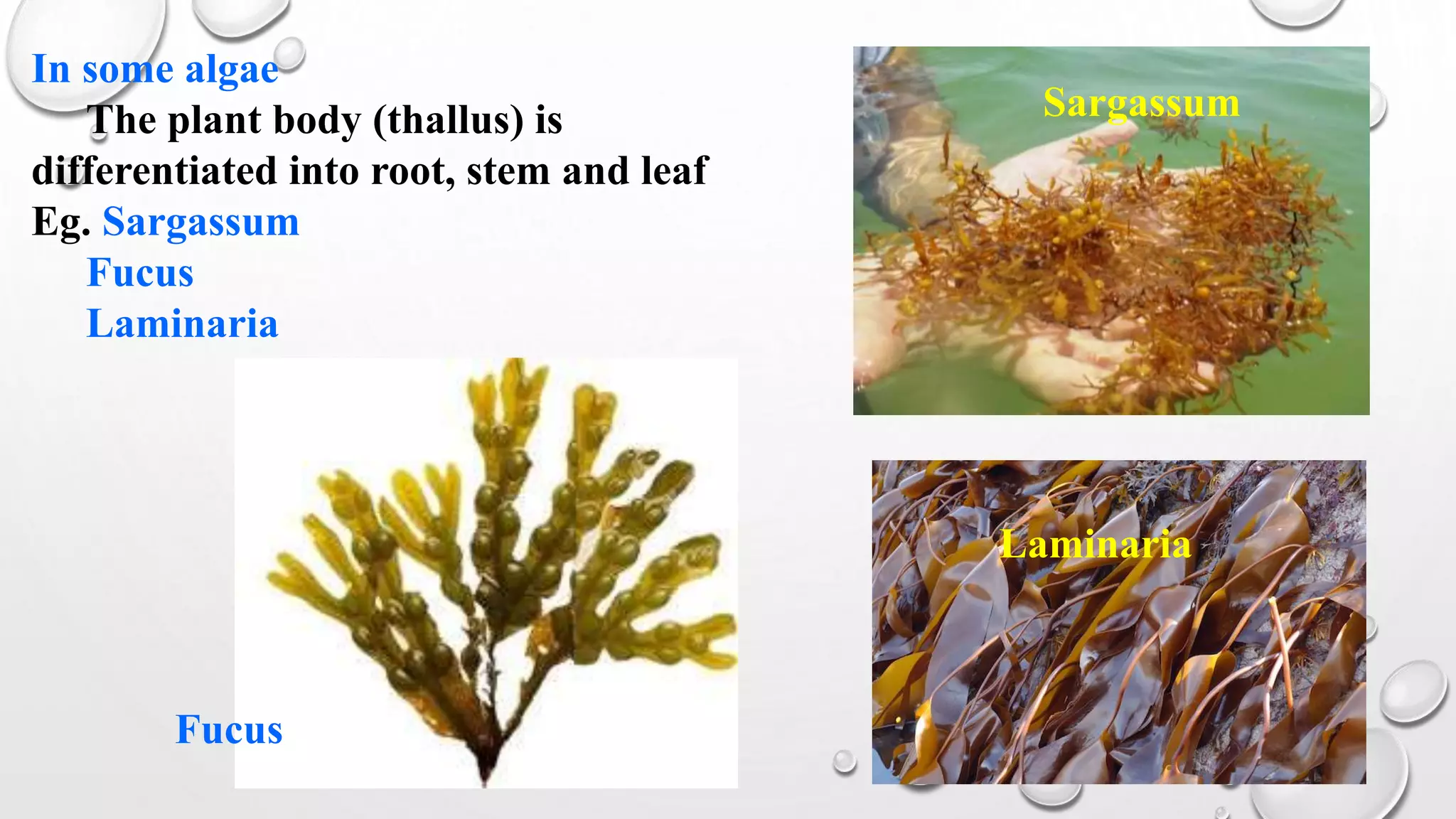 Structure of algae.pptx