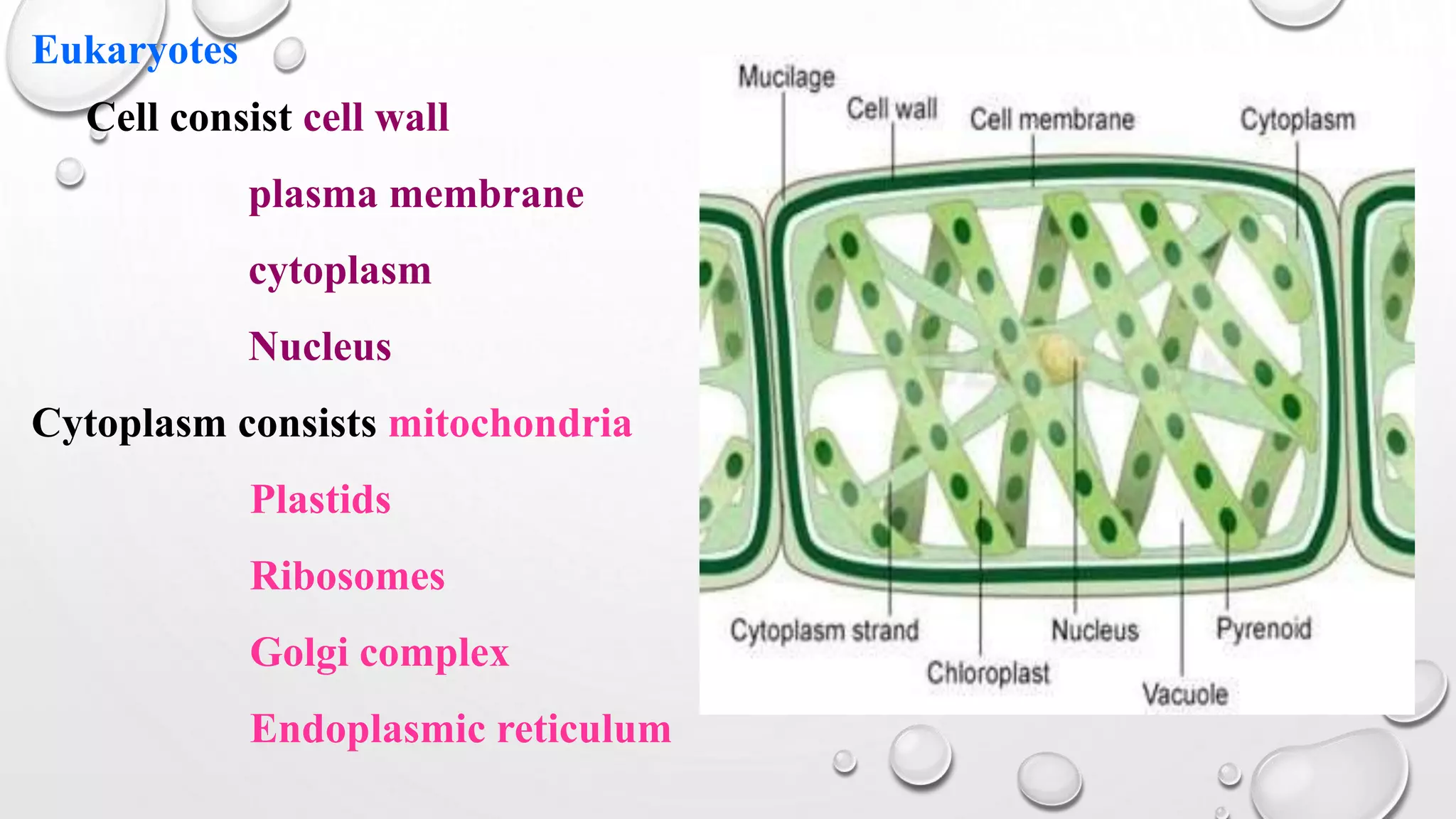 Structure of algae.pptx