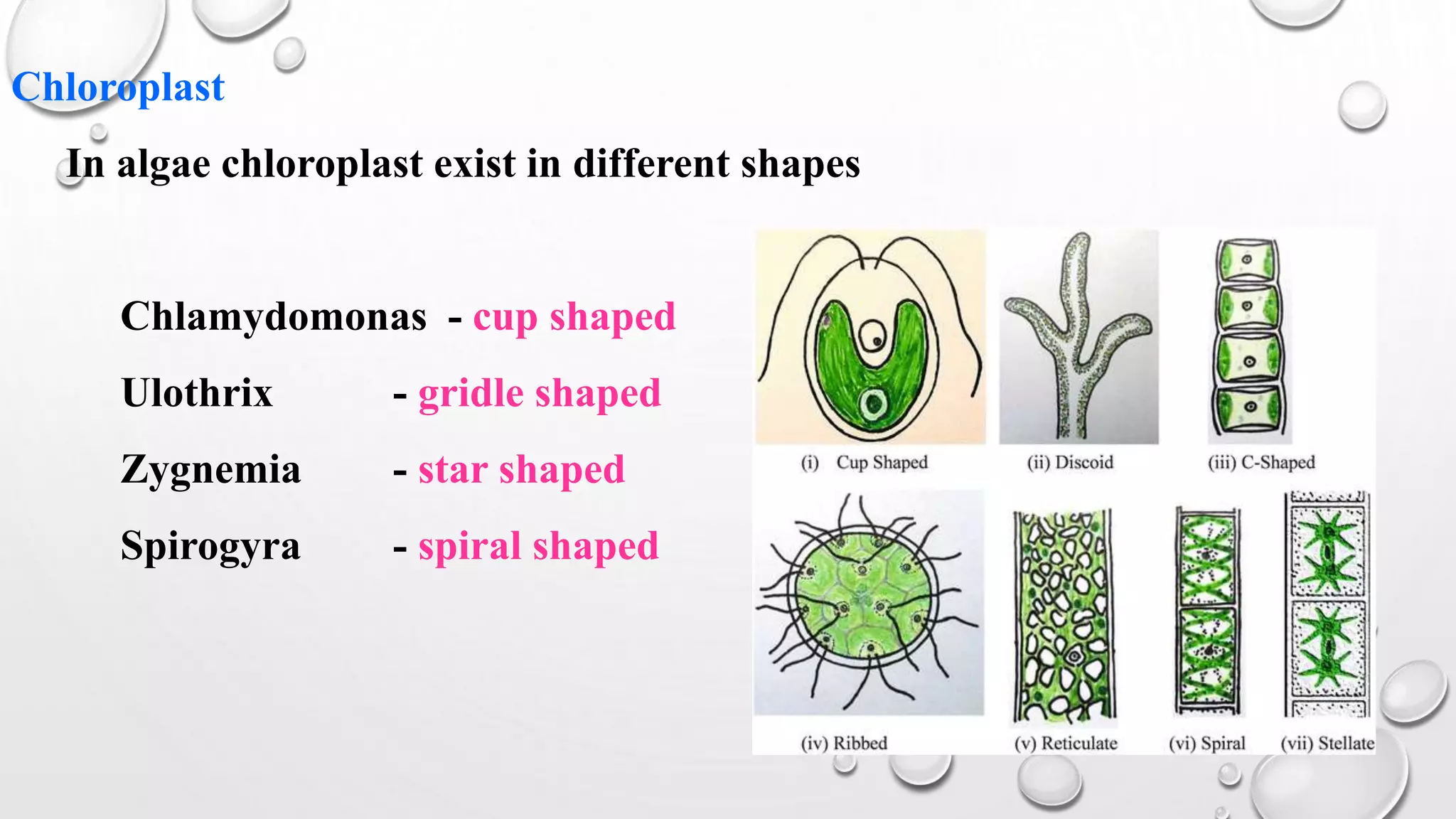 Structure of algae.pptx
