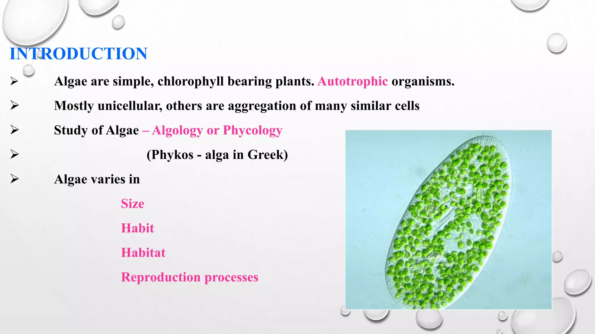 Structure of algae.pptx