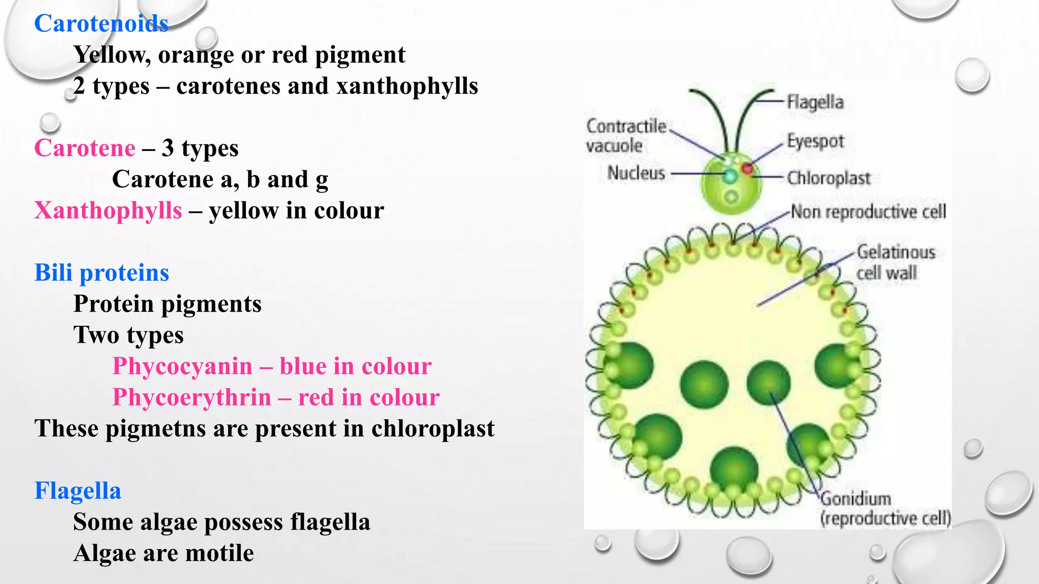 Structure of algae.pptx