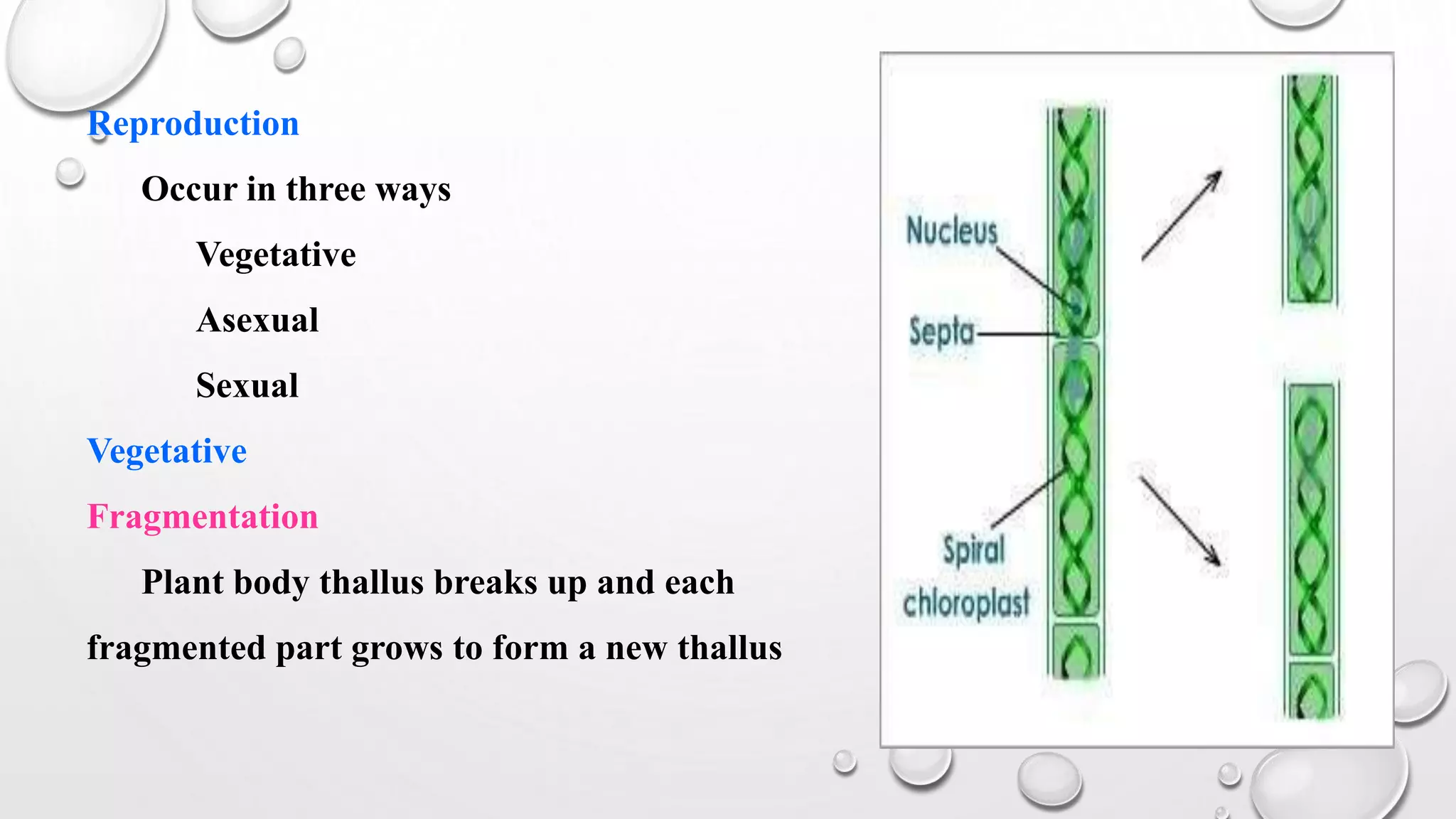 Structure of algae.pptx