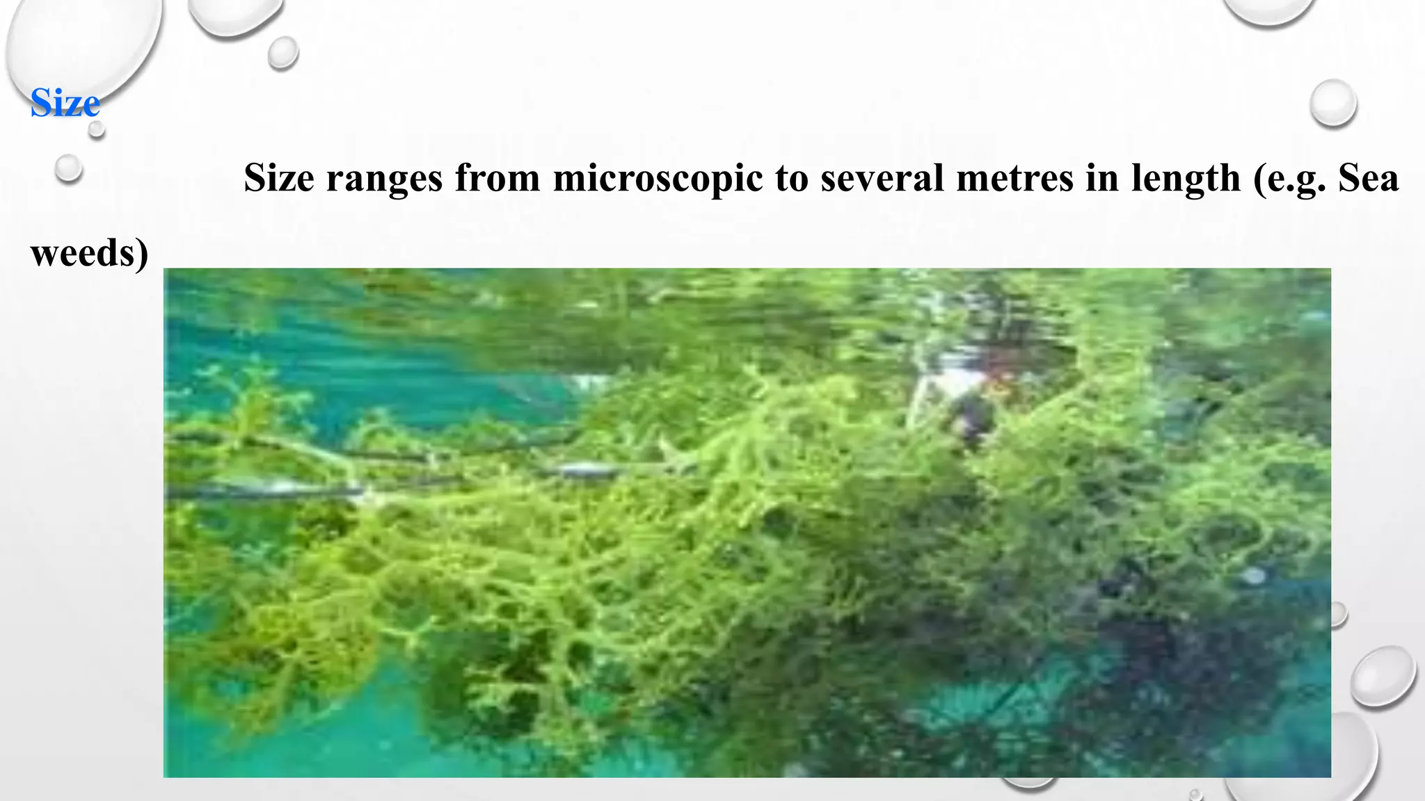 Structure of algae.pptx