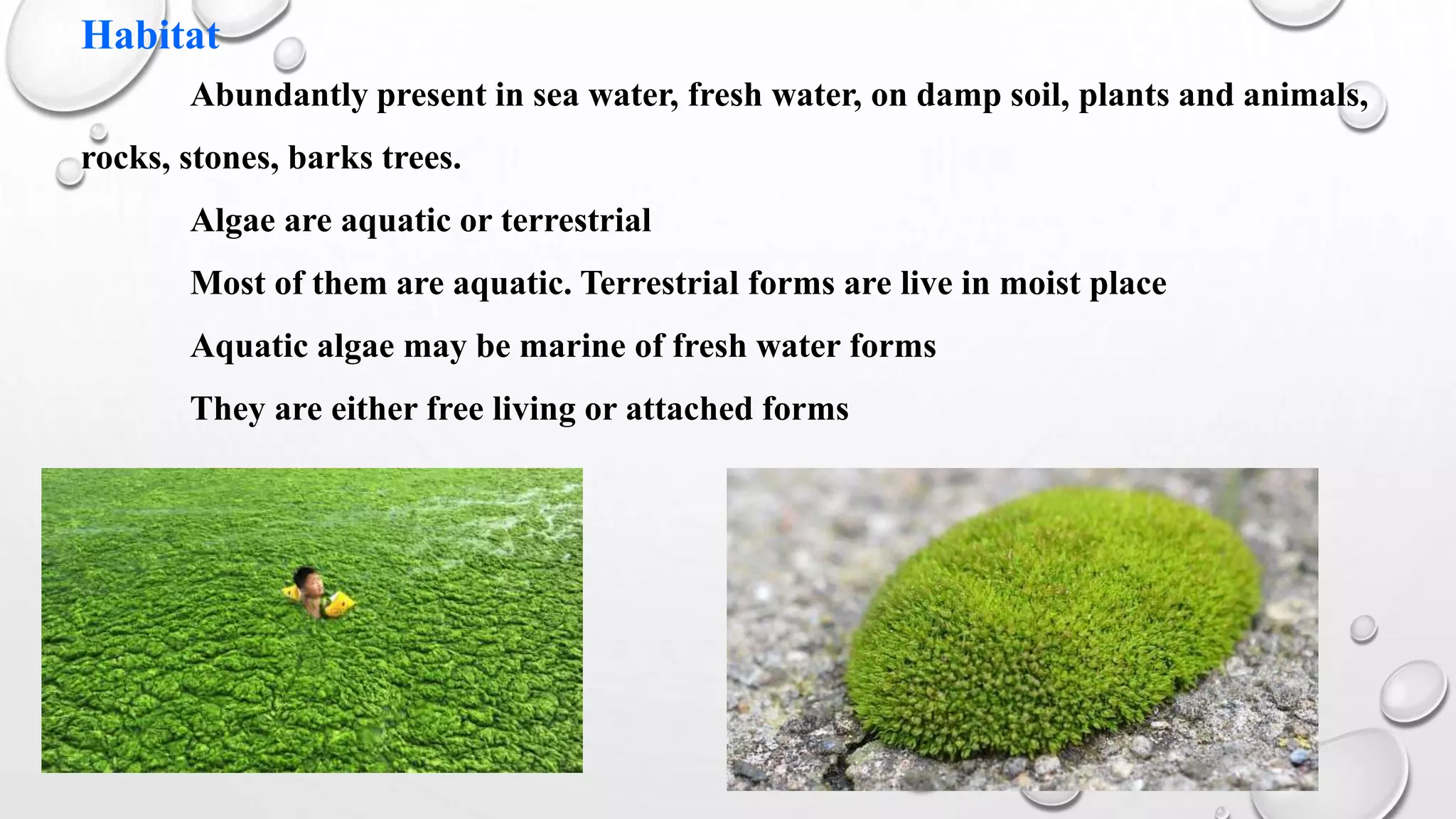 Structure of algae.pptx