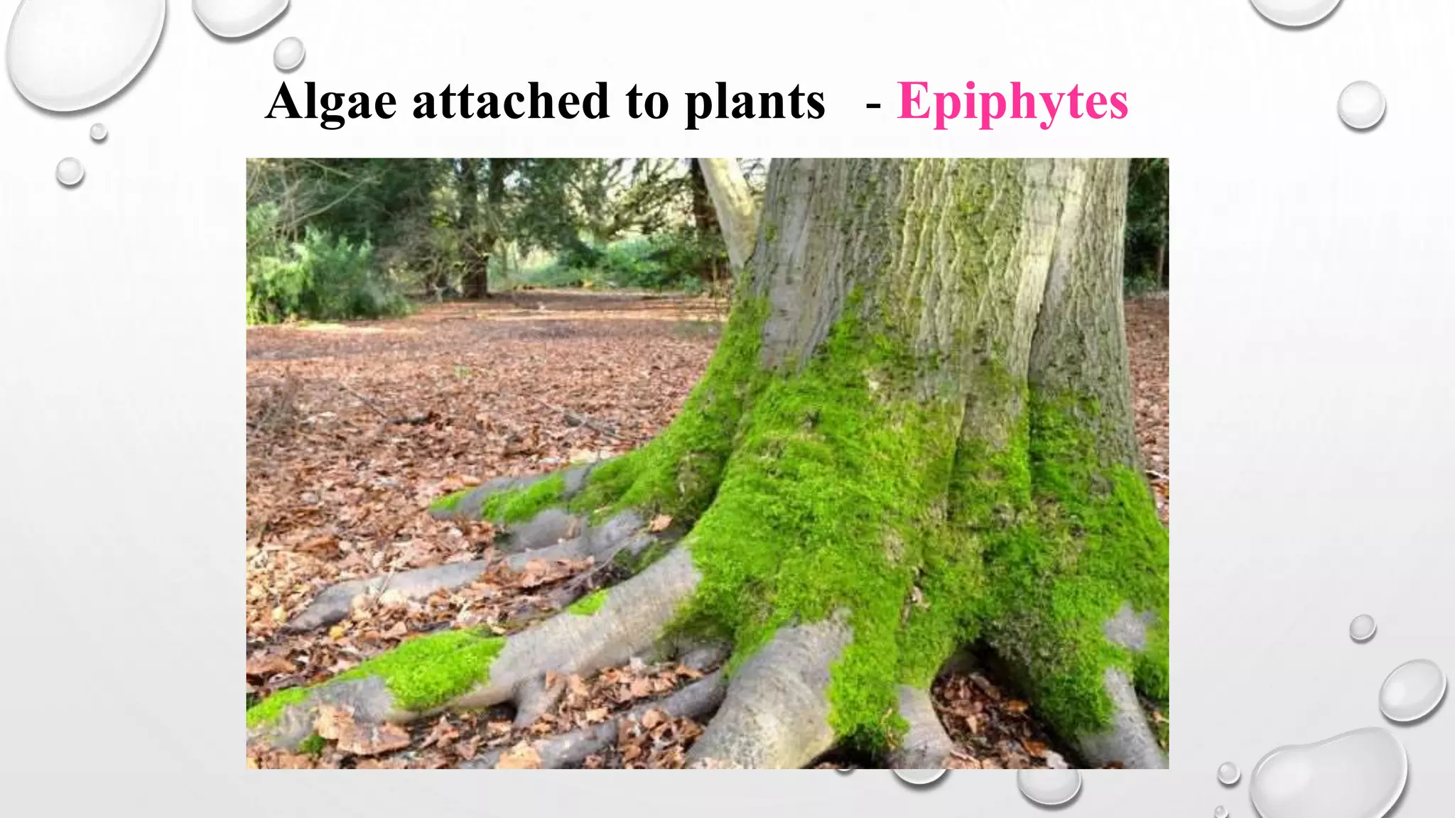 Structure of algae.pptx