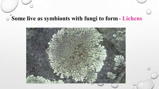 Structure of algae.pptx
