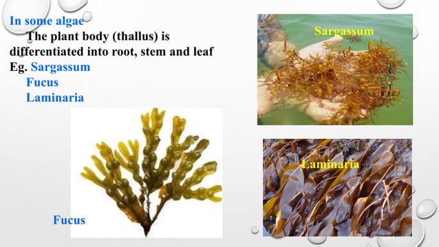 Structure of algae.pptx