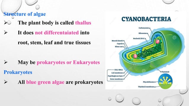 Structure of algae.pptx