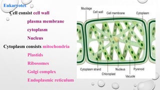 Structure of algae.pptx