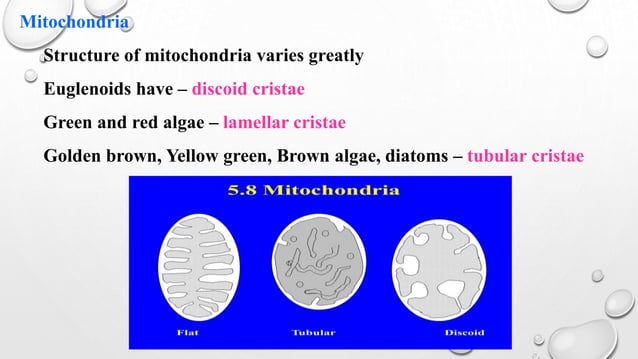Structure of algae.pptx