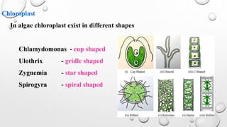 Structure of algae.pptx