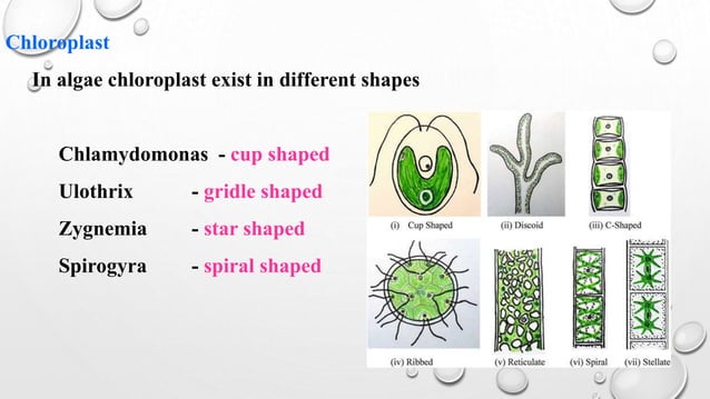 Structure of algae.pptx