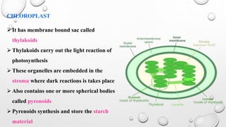 Structure of algae.pptx