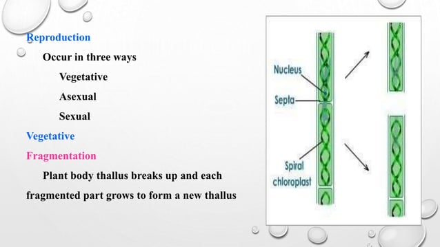 Structure of algae.pptx