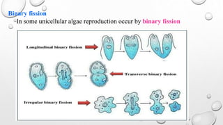 Structure of algae.pptx