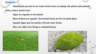 Structure of algae.pptx