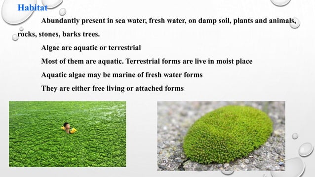 Structure of algae.pptx