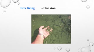 Structure of algae.pptx