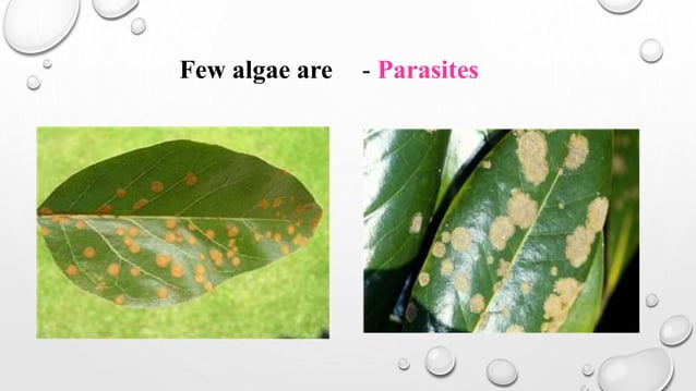 Structure of algae.pptx