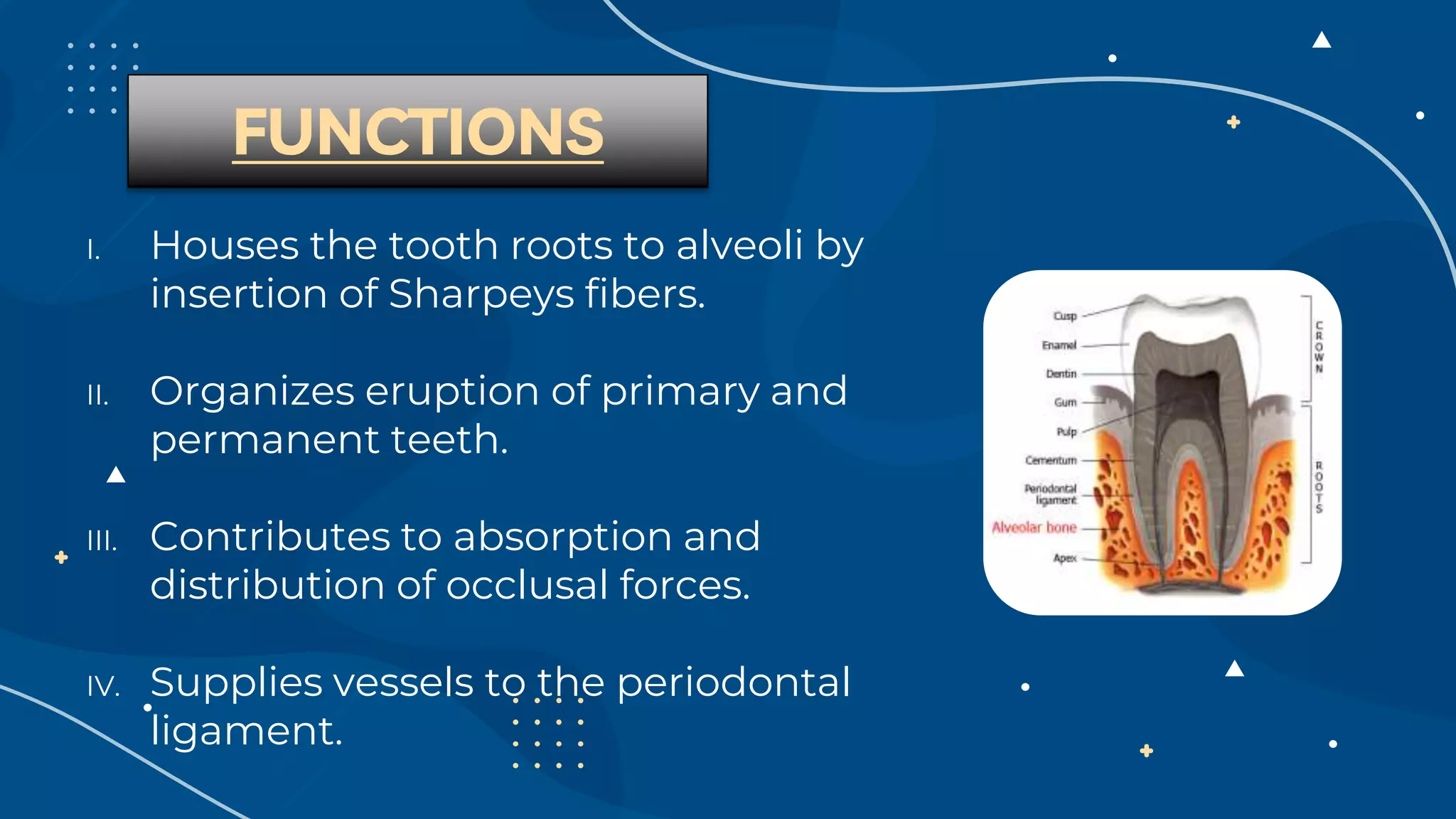 structure of ALVEOLAR bone iqra batool.pptx