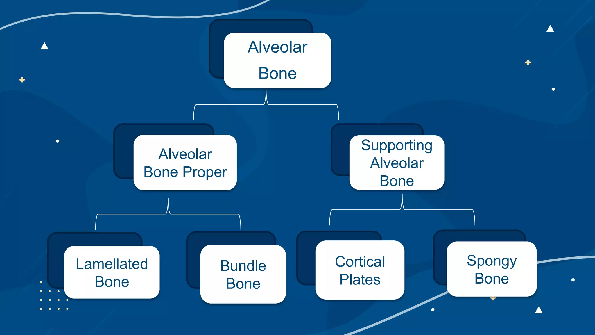 structure of ALVEOLAR bone iqra batool.pptx