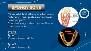 structure of ALVEOLAR bone iqra batool.pptx