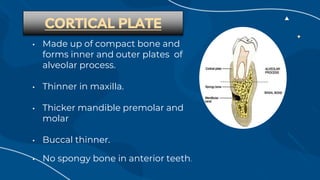 structure of ALVEOLAR bone iqra batool.pptx