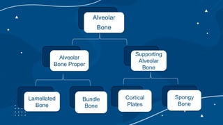 structure of ALVEOLAR bone iqra batool.pptx
