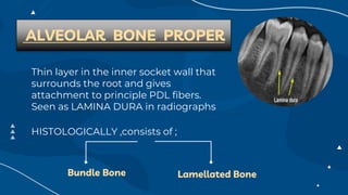 structure of ALVEOLAR bone iqra batool.pptx