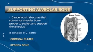 structure of ALVEOLAR bone iqra batool.pptx