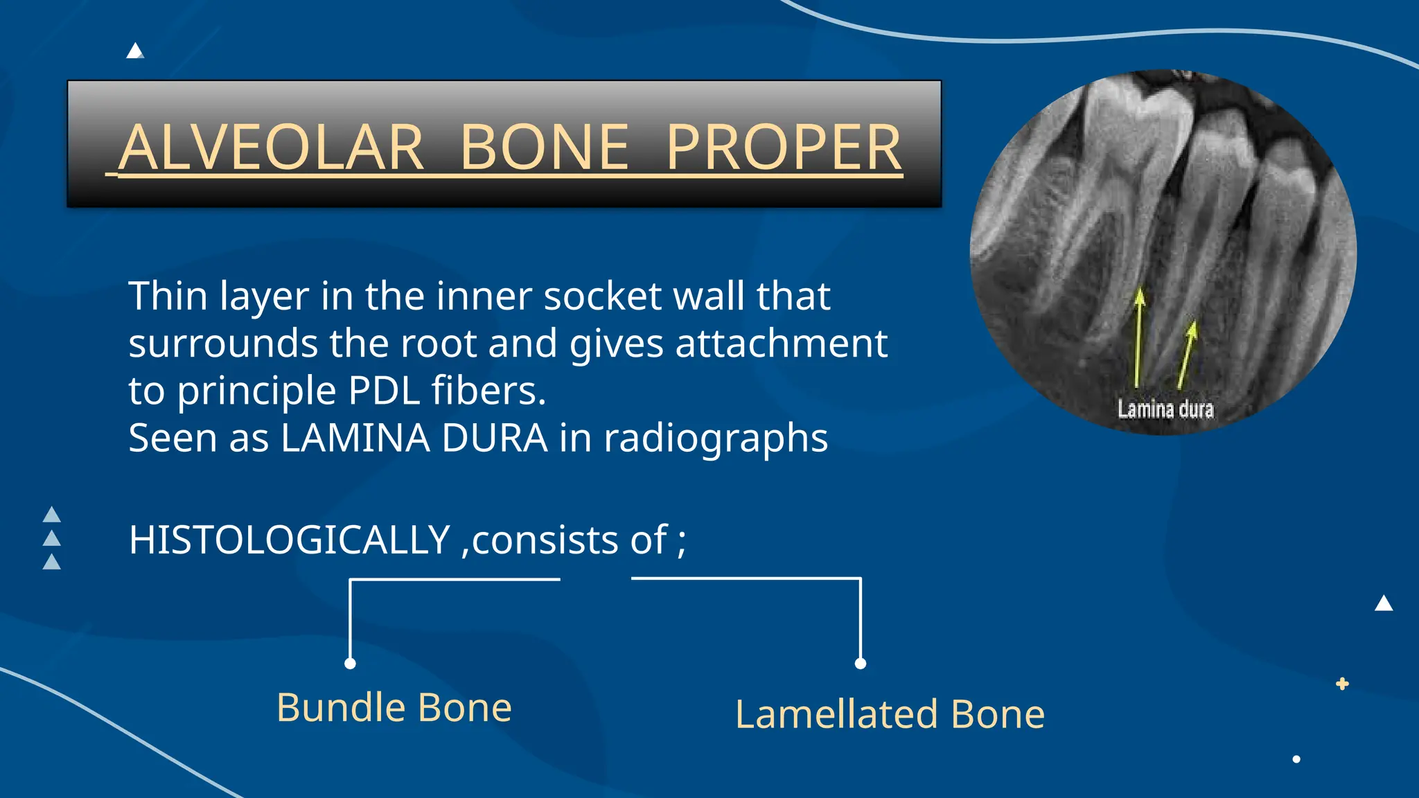 structure of ALVEOLAR bone iqra batool.pptx