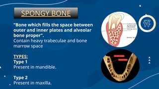 structure of ALVEOLAR bone iqra batool.pptx