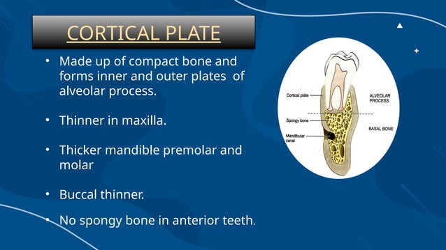 structure of ALVEOLAR bone iqra batool.pptx