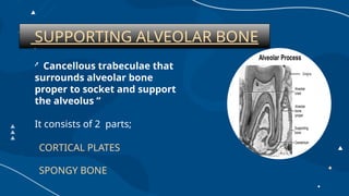 structure of ALVEOLAR bone iqra batool.pptx