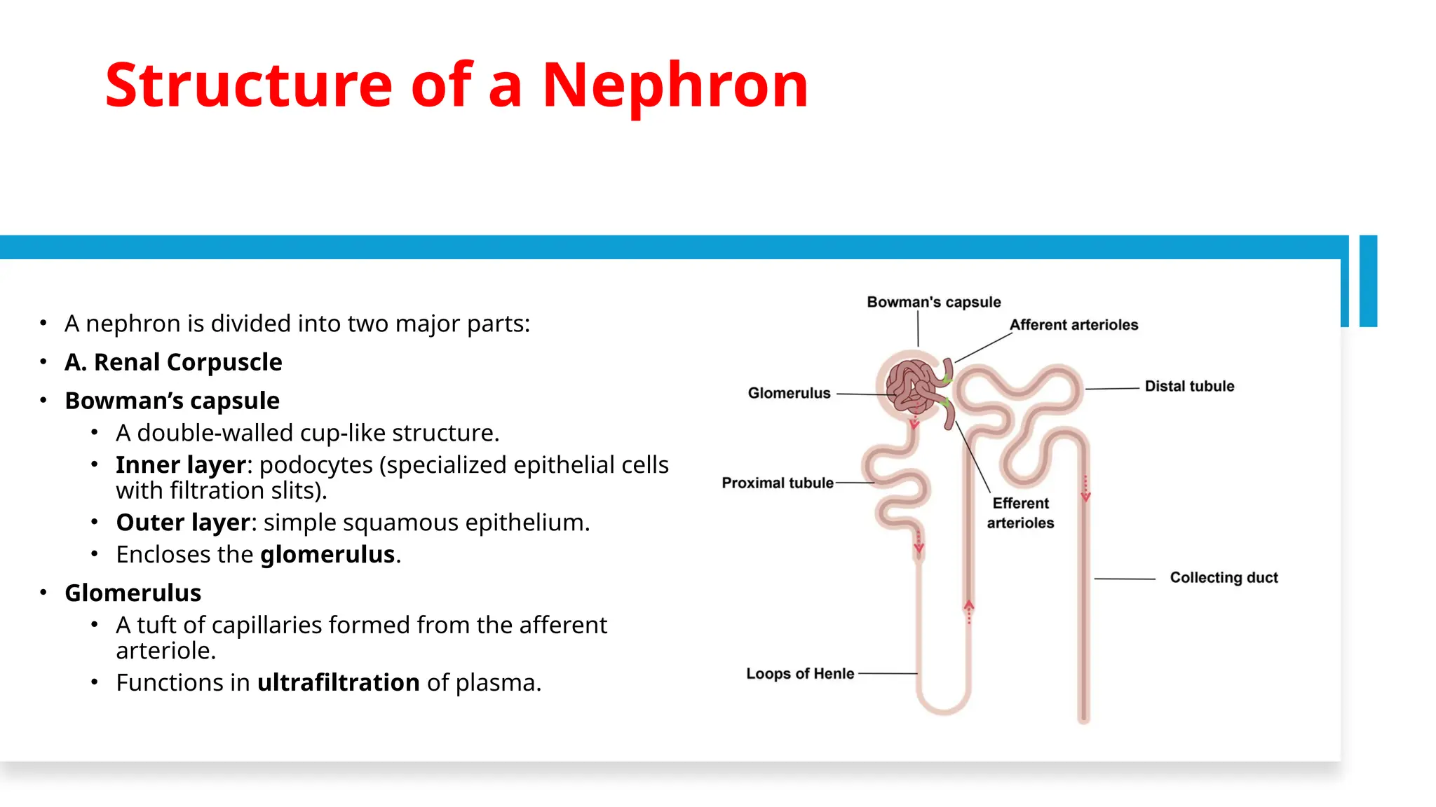 Structure of a Nephron in Mammals and.pptx