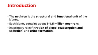 Structure of a Nephron in Mammals and.pptx