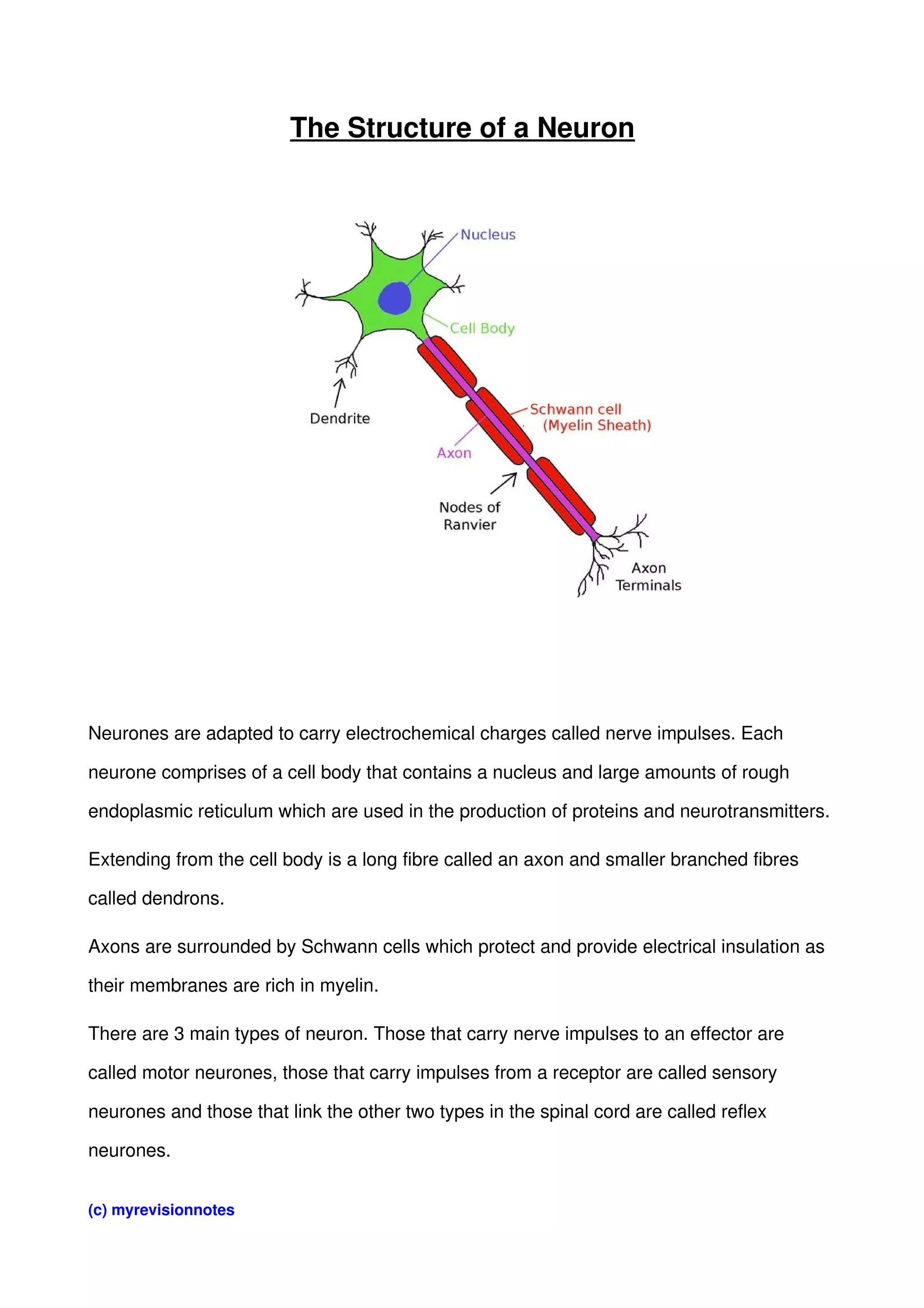 Structure of a neuron | PDF