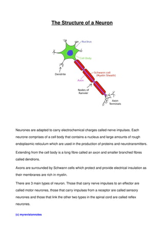 Structure of a neuron | PDF