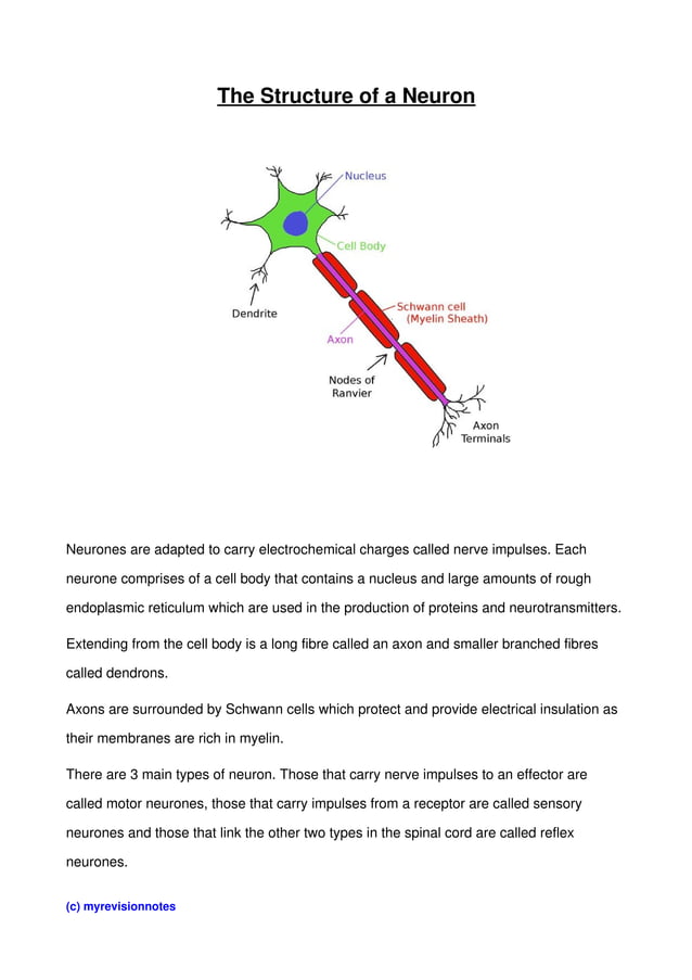 Structure of a neuron | PDF