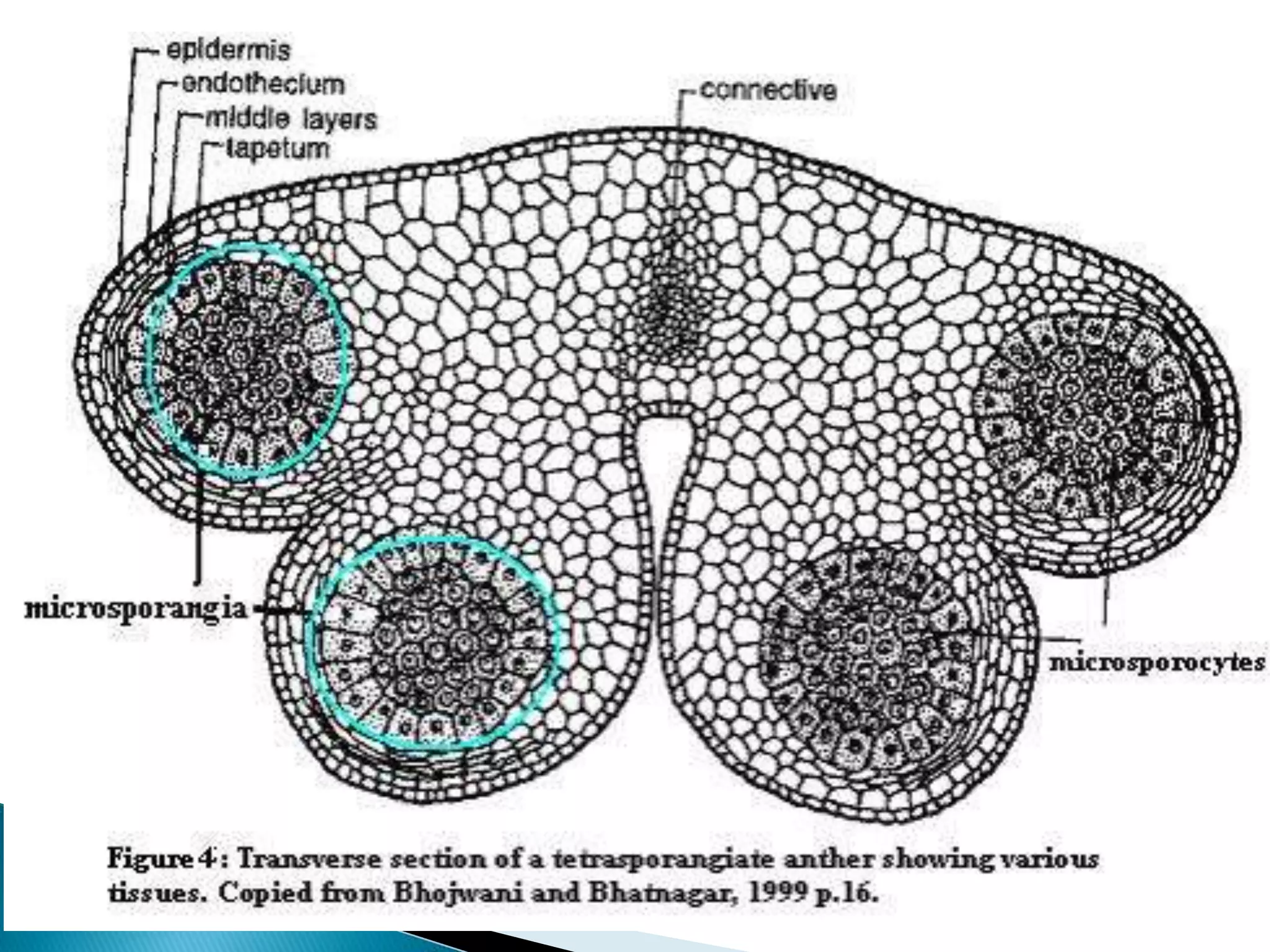Structure of Anther | PPTX