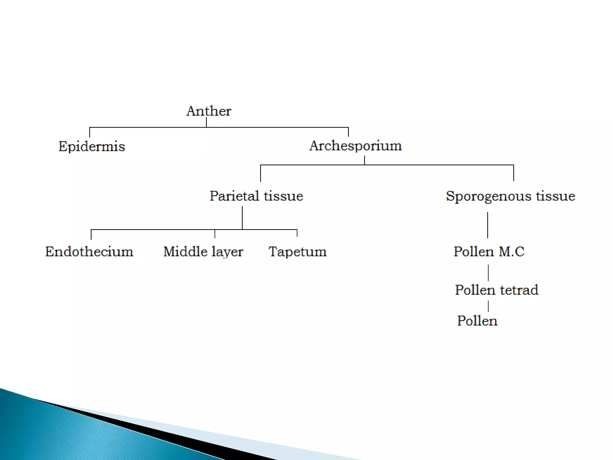 Structure of Anther | PPTX