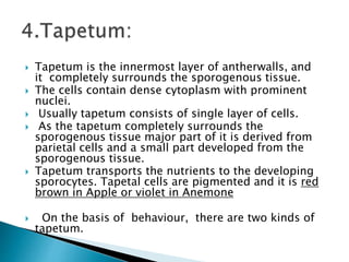 Structure of Anther | PPTX