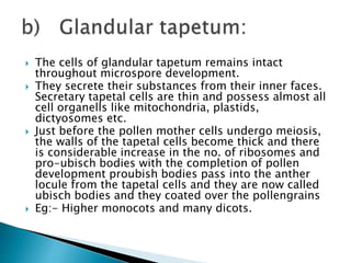 Structure of Anther | PPTX
